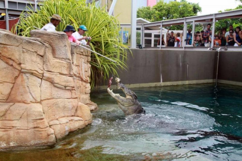 Crocosaurus Cove: Big Croc Feed Experience