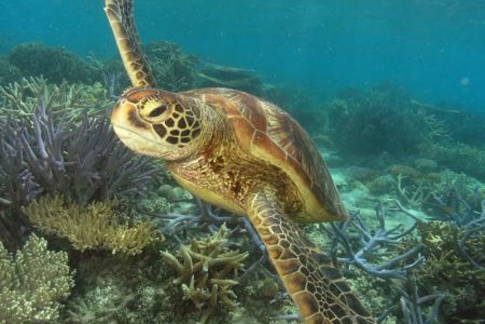 Half Day Green Island + Semi-Submarine - Big Cat Green Island and Reef ...