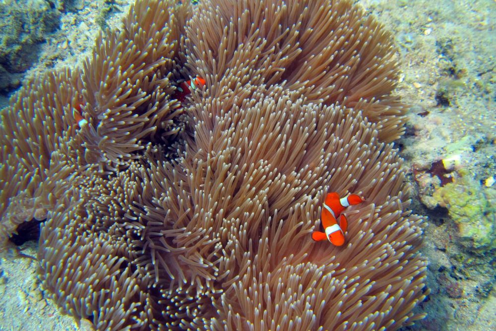 1 Day Great Barrier Outer Reef Tour - Ocean Freedom